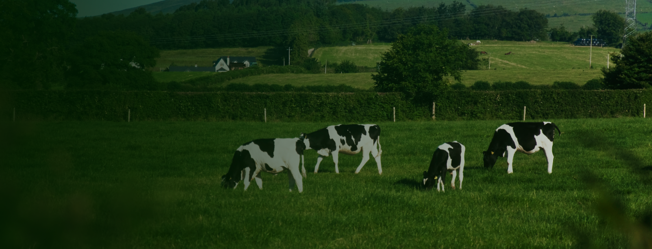 Grass and Lawn Seed Ireland